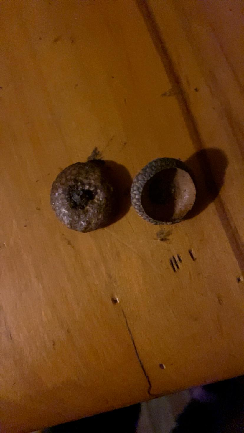 Native Maine Acorns With Caps - Etsy