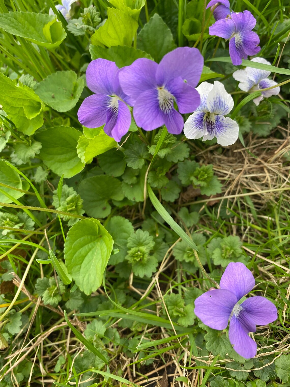 Dozen Native Maine Violets - Starter Plants - Etsy