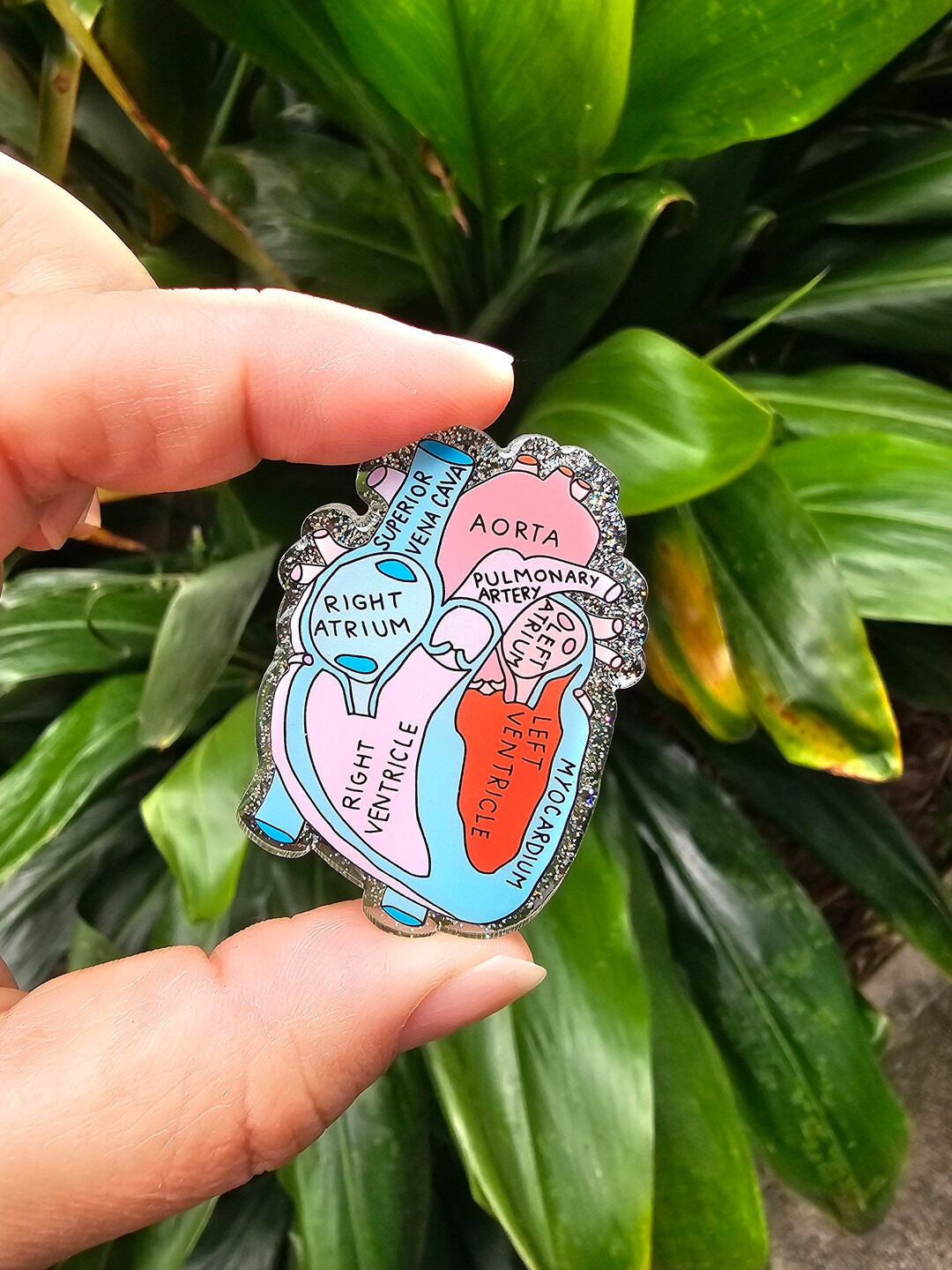 Anatomical Heart Badge Reel, Labeled Heart Name Tag Holder, Cardiology ...