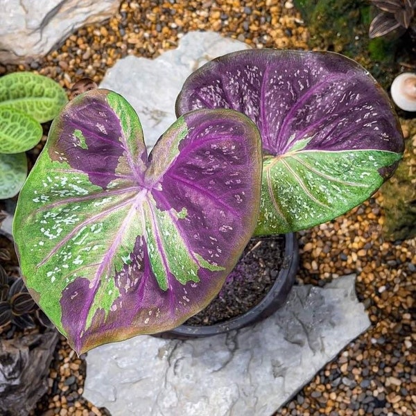 Caladium - Etsy