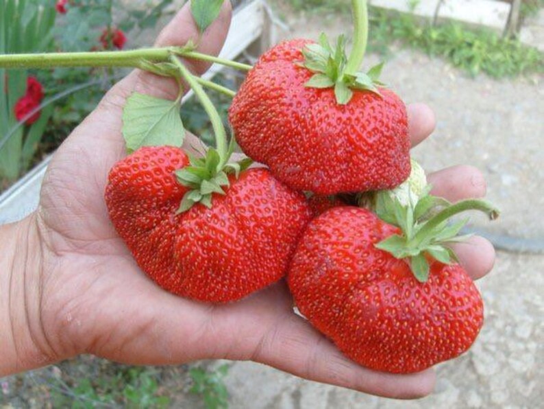 603 Fraises Géantes Fraise Fraise 10 Graines Zaden Seeds - Etsy France