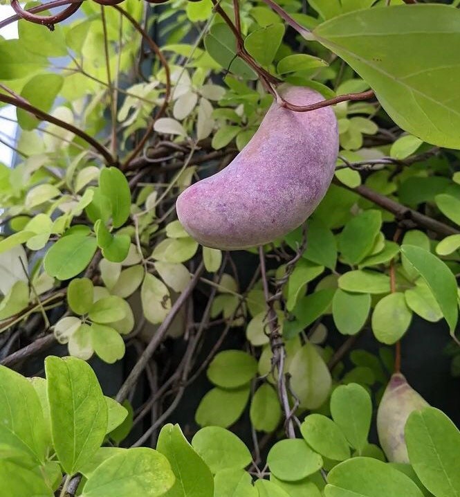 Seed Chocolate wine 10 Akebia Seeds Quinata Rosea Akebie Five sheets of ...