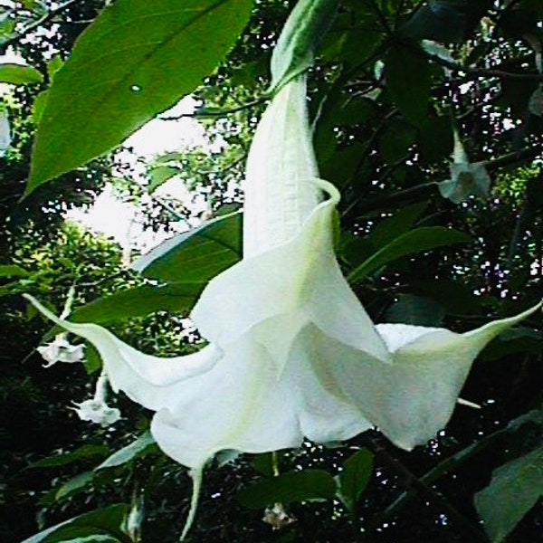White Trumpet Flower - Etsy