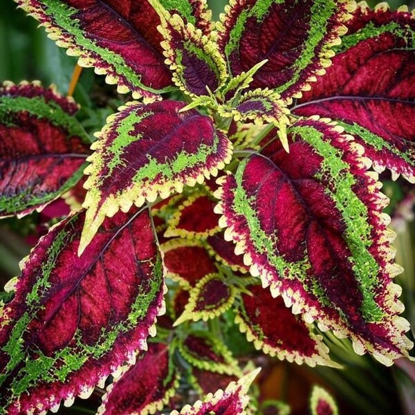 Coleus Seeds - Etsy Sweden