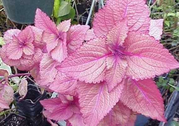 Pink Coleus