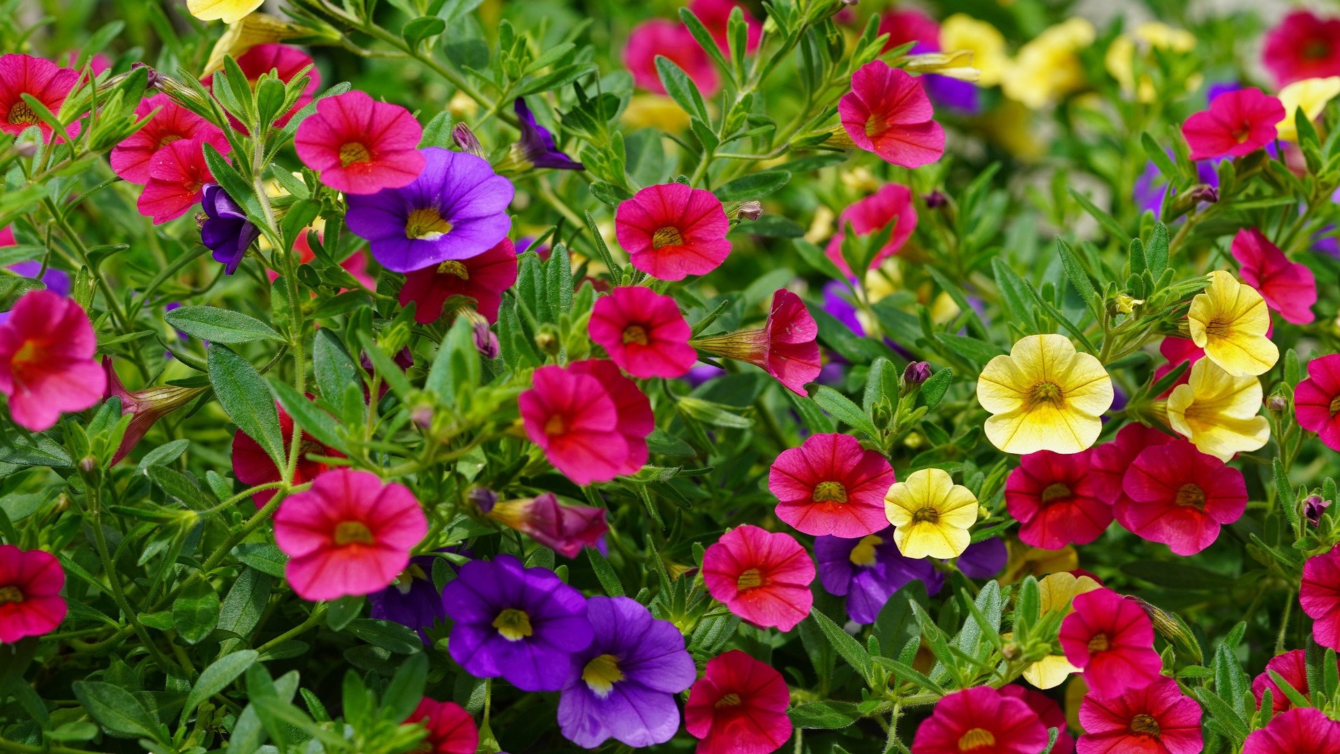 224/ 30 Seeds Petunia Mix Petunia Mix Color Mix Petunia Bakon Mix ...