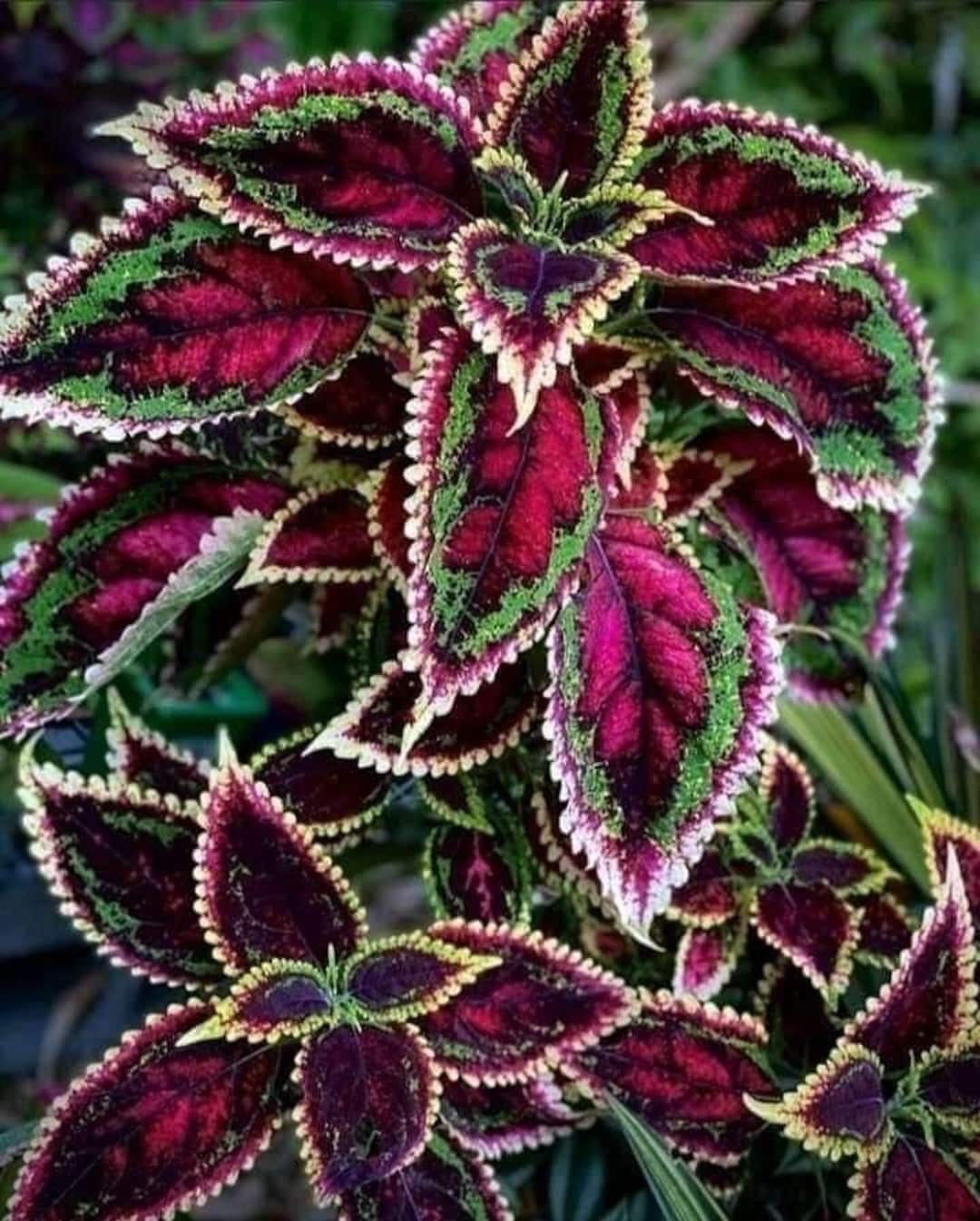 No 32 Coleus Seeds Coleus 10 Seeds Seeds Flowerseeds - Etsy UK