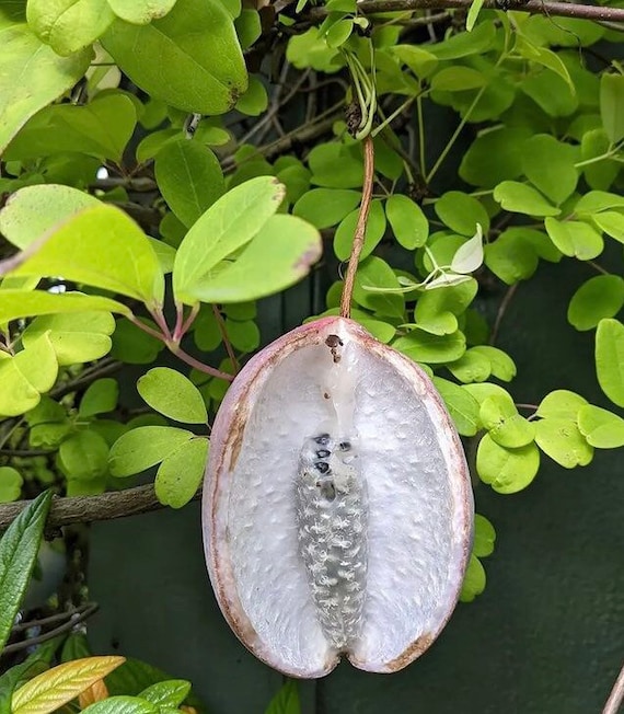 Seed Chocolate wine 10 Akebia Seeds Quinata Rosea Akebie Five sheets of ...