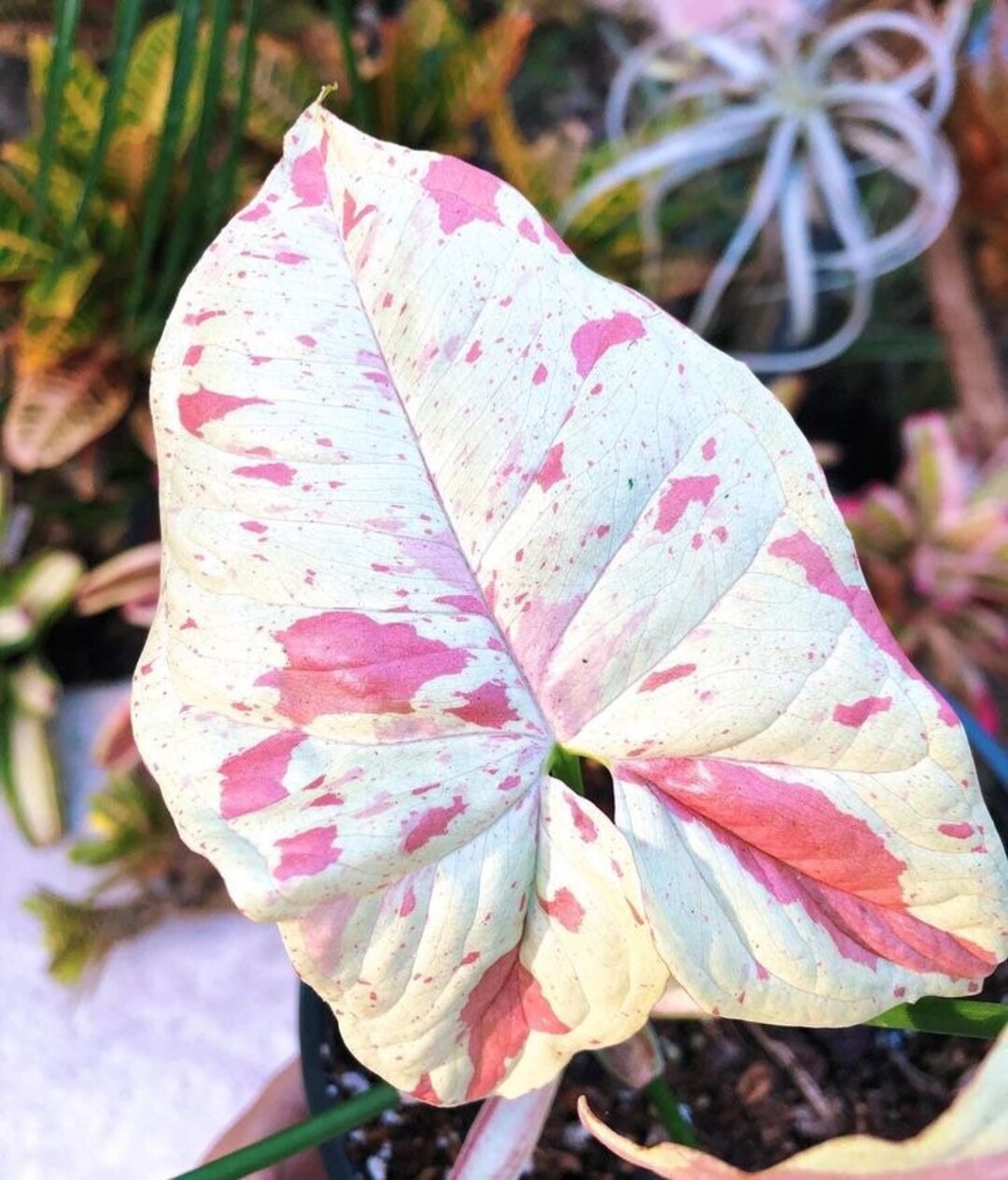No 47 Big Plants Monstra Caladium 5 Seeds Zaden Kaladie Seeds - Etsy UK