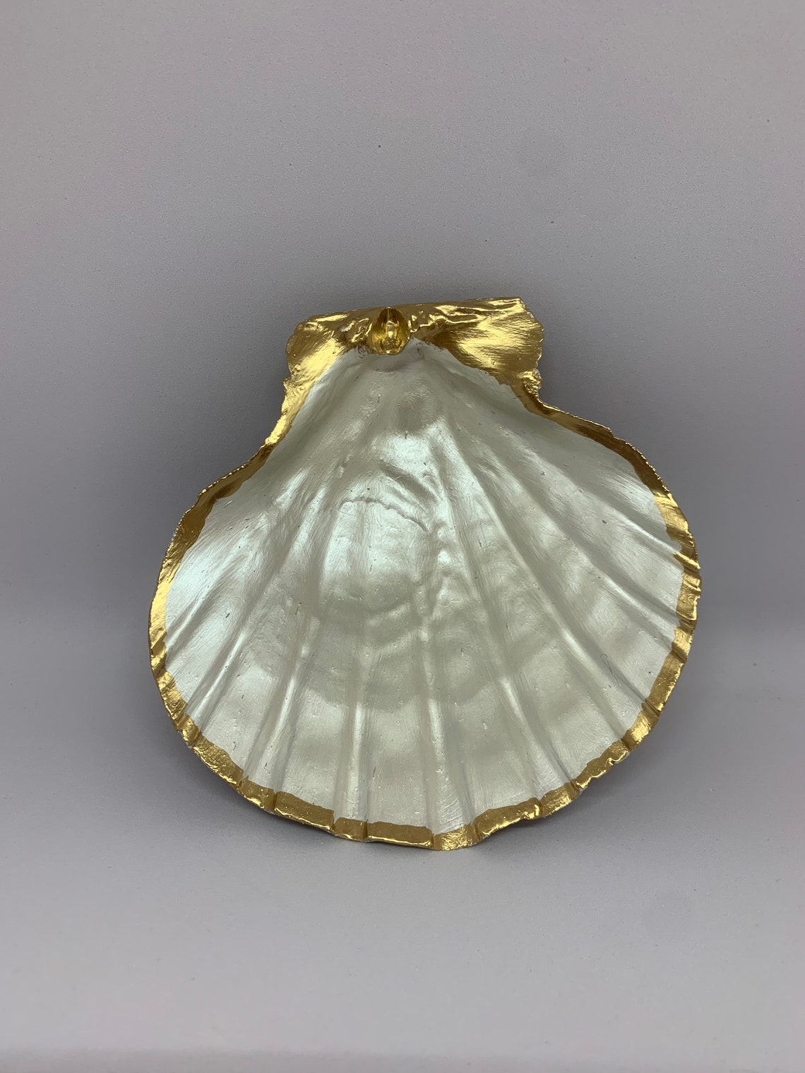 XL Tiger Paw Scallop Seashell Giant Scallop Shell Pearl - Etsy