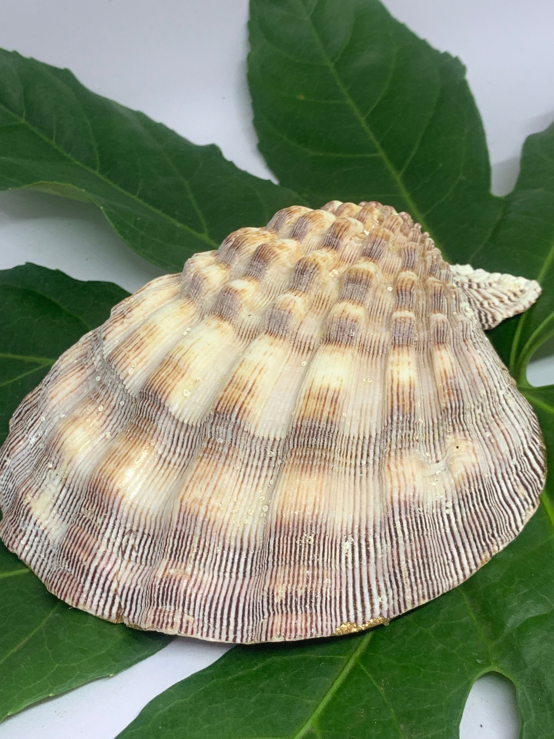 XL Gold Gilded Pearly Scallop Seashell Giant Scallop Shell - Etsy