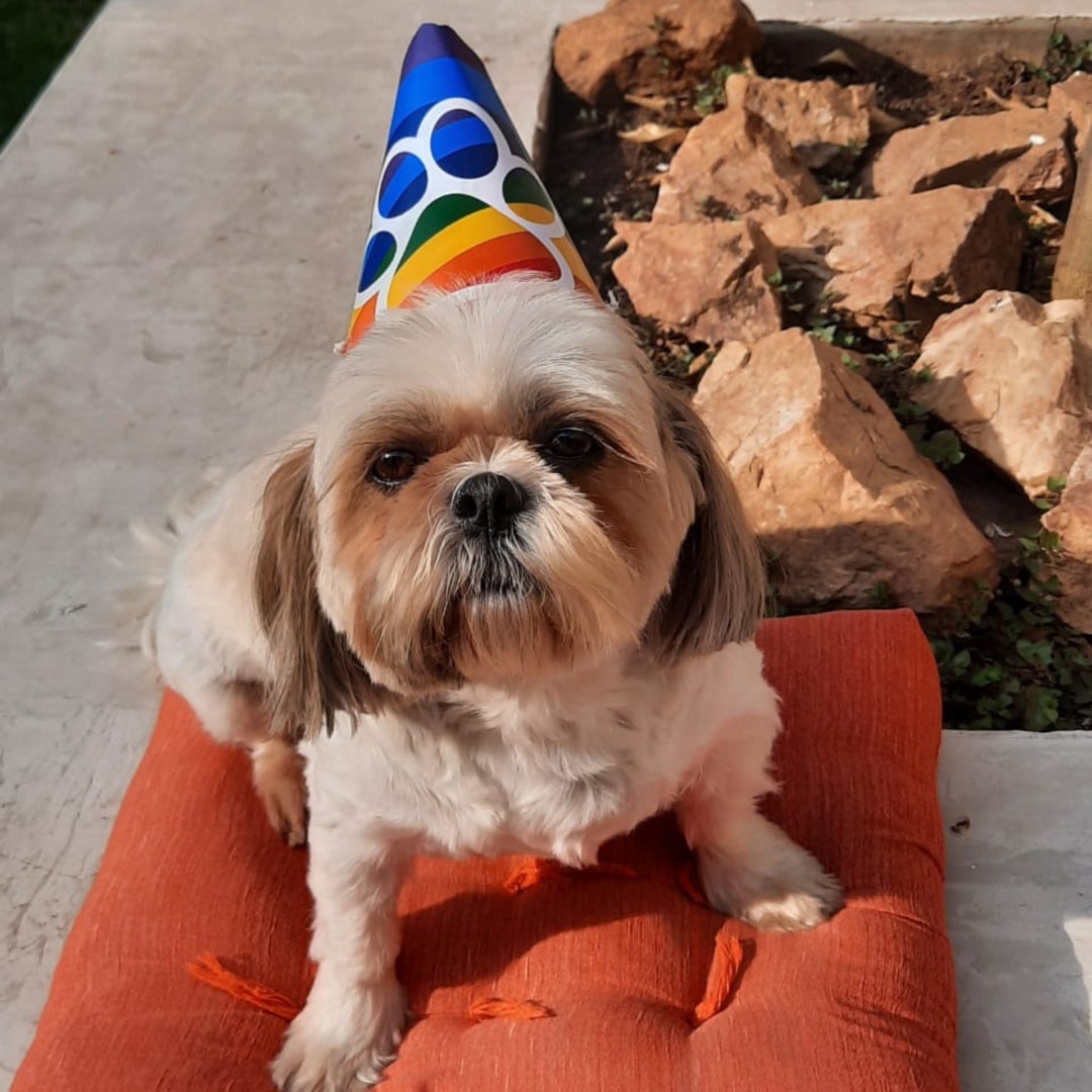 Printable Pet Birthday Party Hat: Rainbow Paw Print (digital Download ...