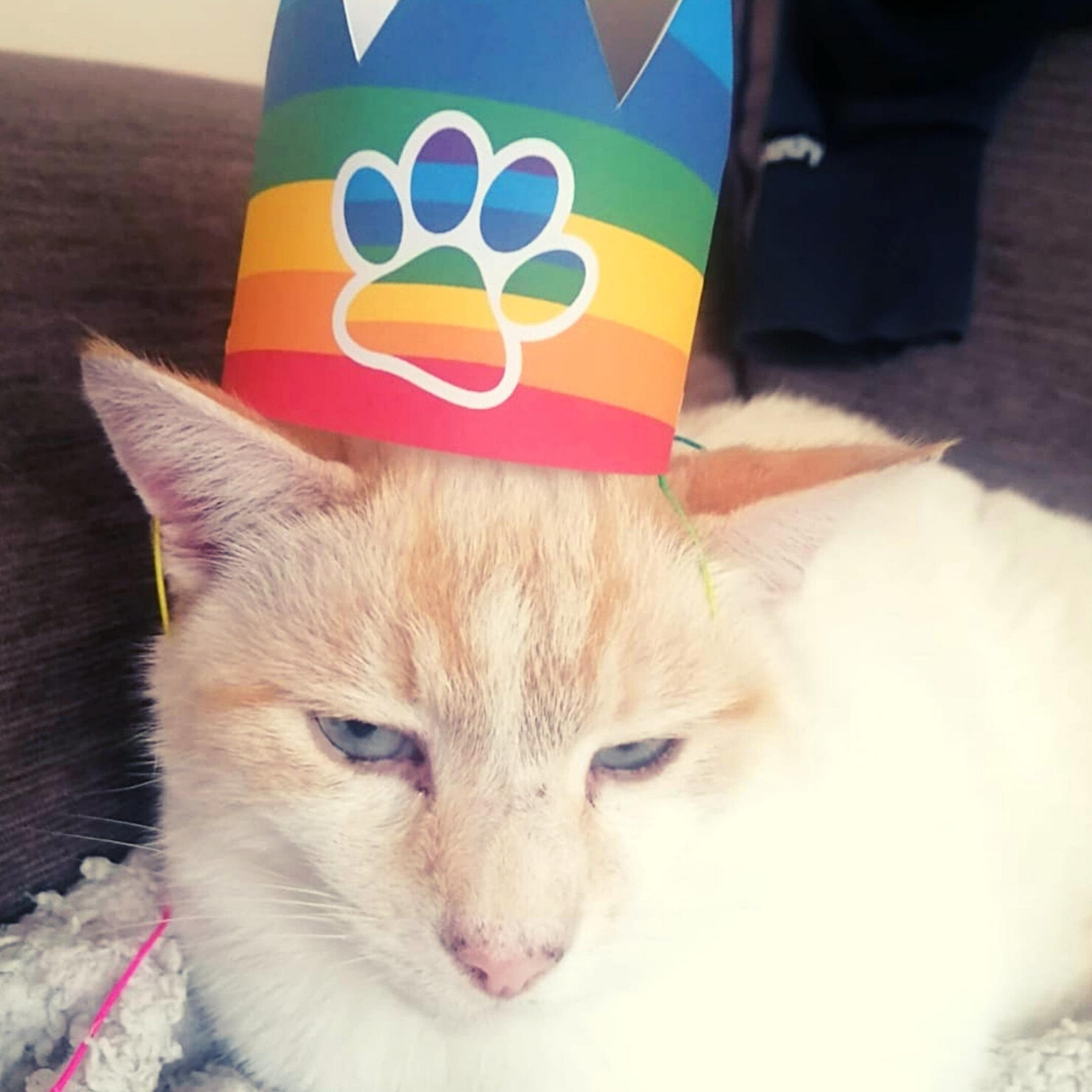 Printable Party Crown Dog Crown Party Crown Colourful Paw - Etsy