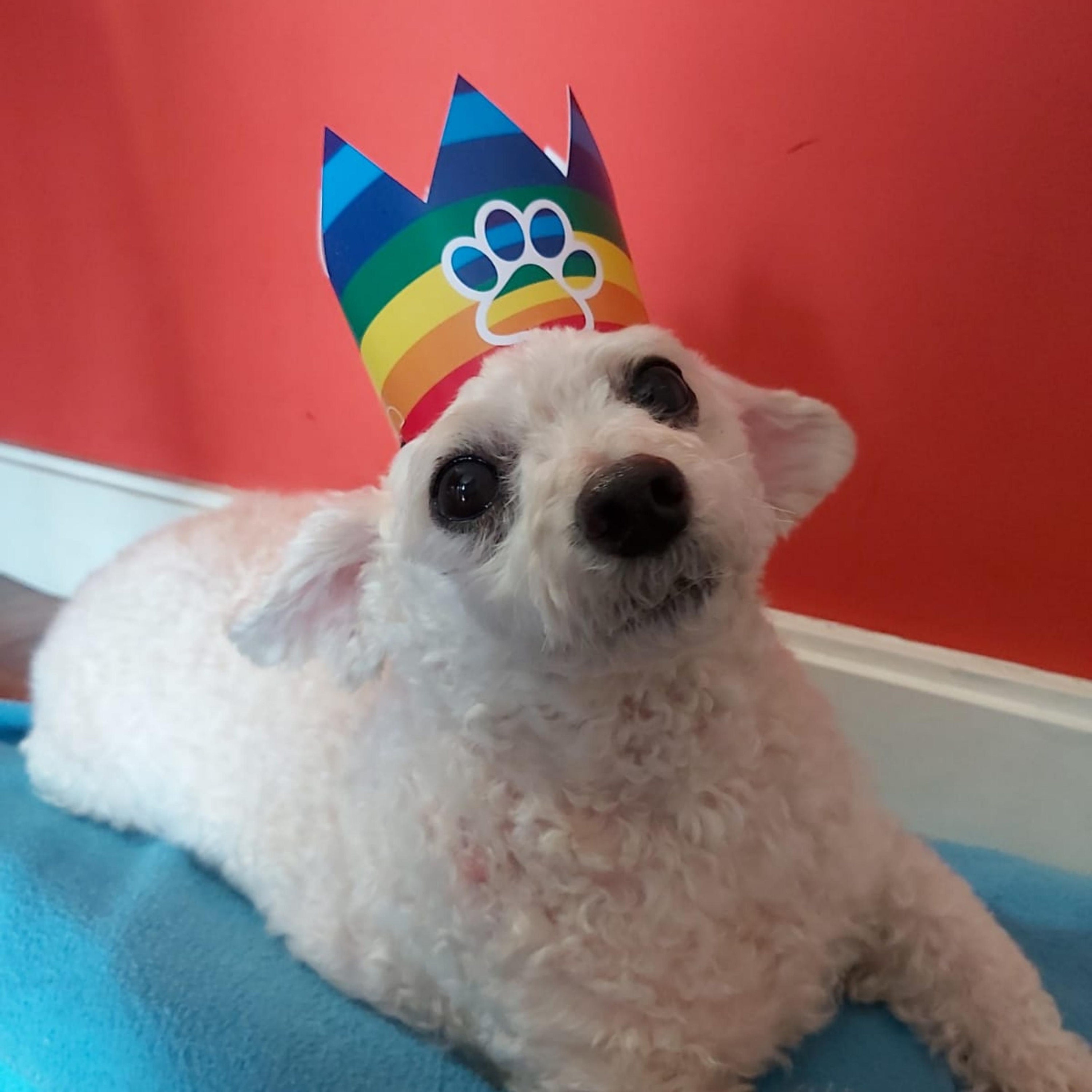 Printable Party Crown Dog Crown Party Crown Colourful Paw - Etsy