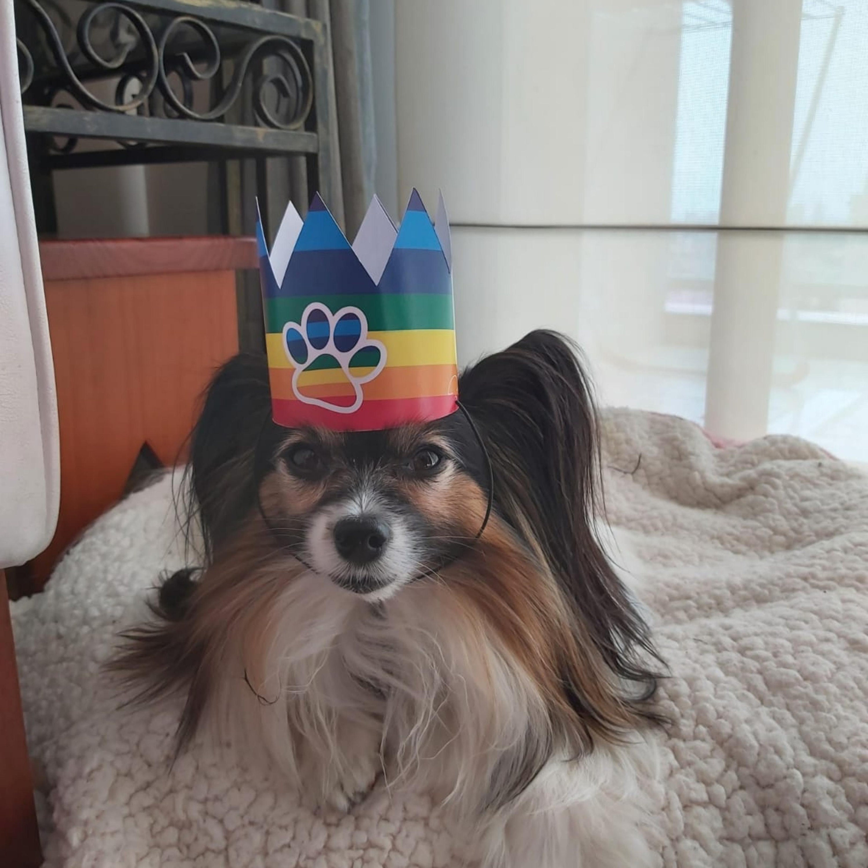 Printable Party Crown Dog Crown Party Crown Colourful Paw - Etsy