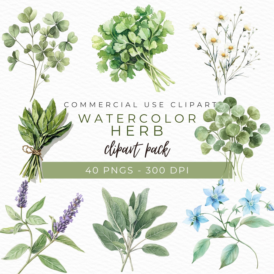 Watercolor Herb Clipart, Culinary Illustration, Botanical Greenery Art ...