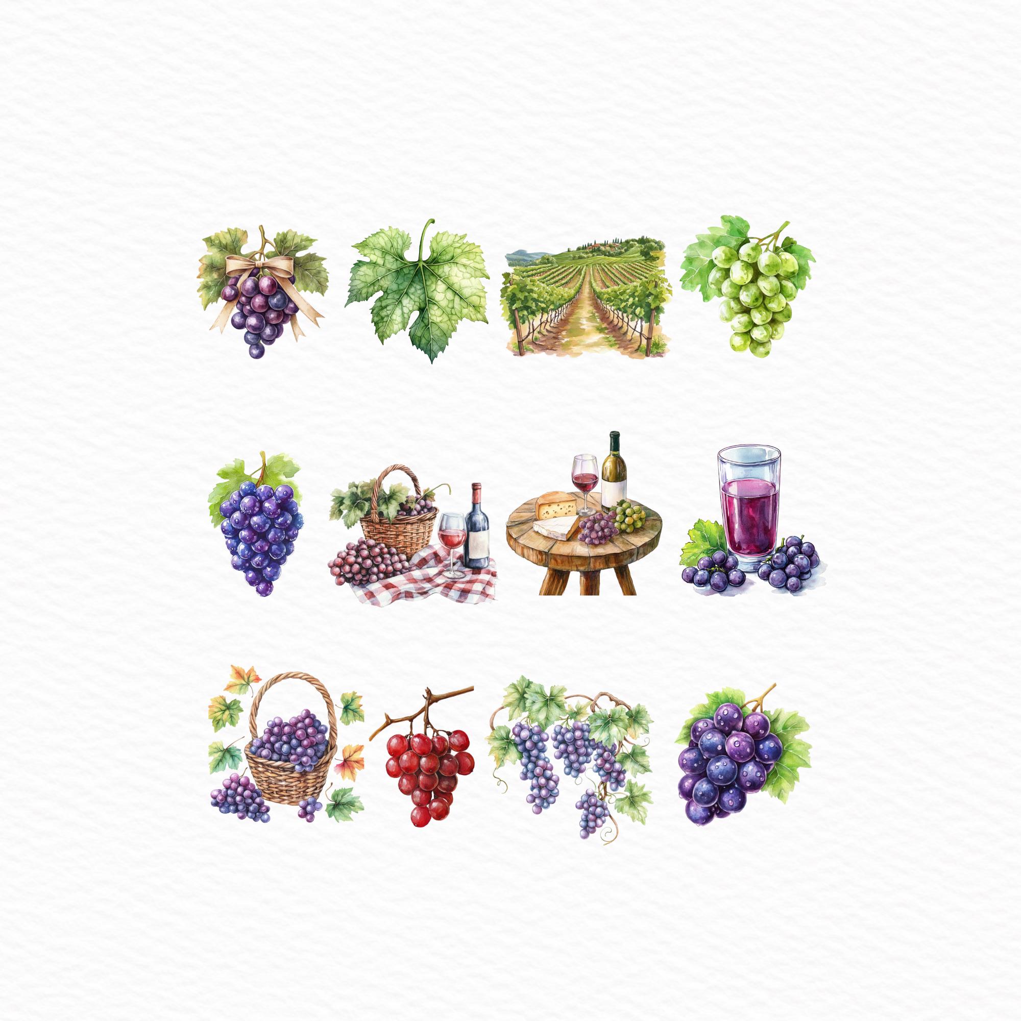 Grape Clipart, Watercolor PNG, Vineyard Illustration, Grape Vine Art ...