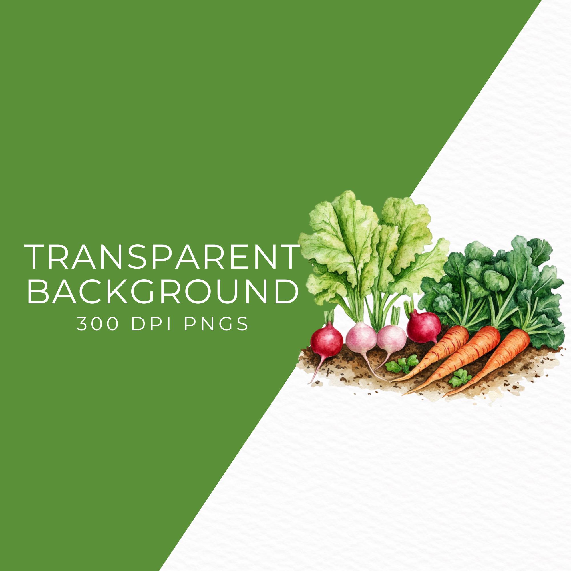 Vegetable Clipart, Watercolor PNG, Broccoli and Carrot Art, Tomato ...