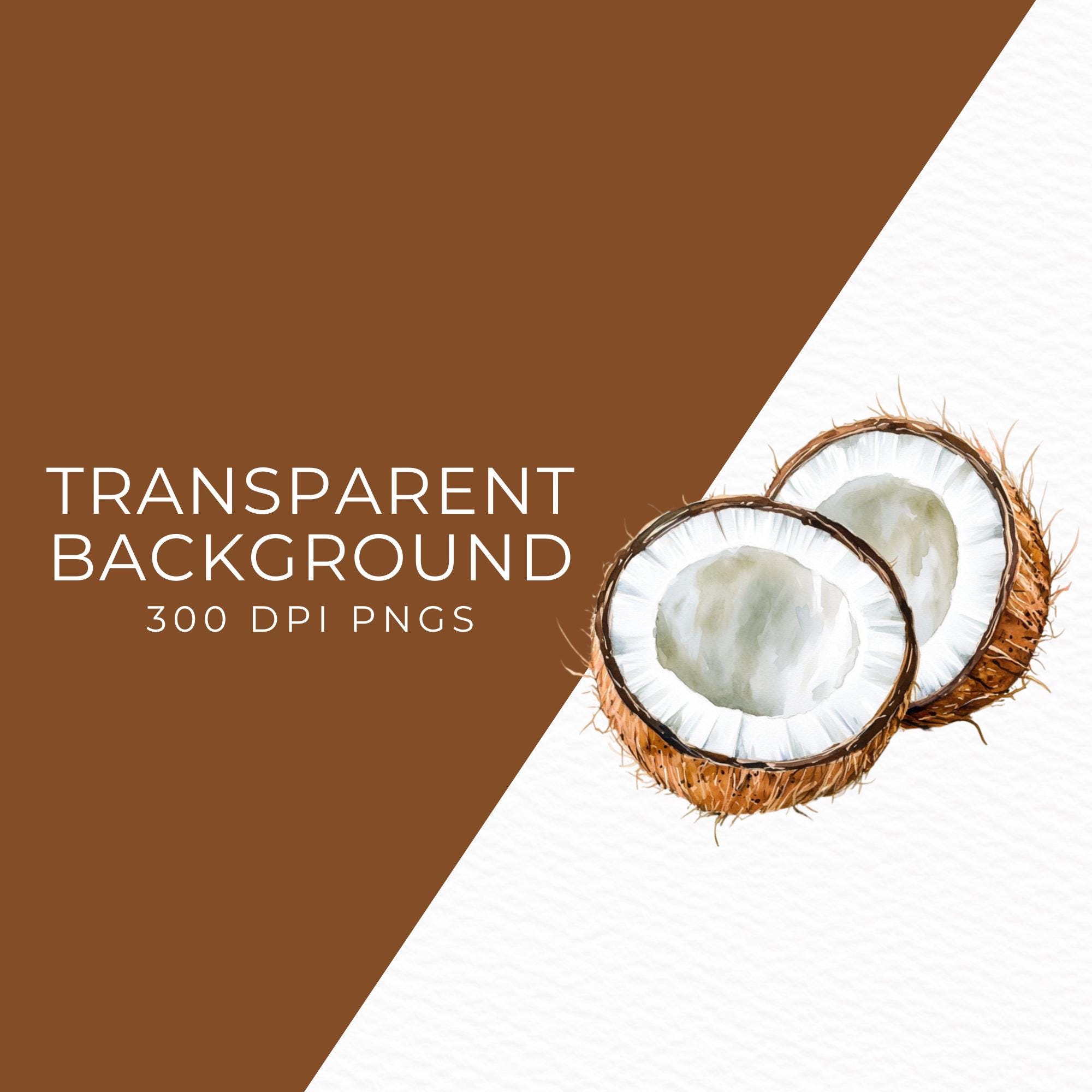 Coconut Clipart, Watercolor PNG, Tropical Tree Illustration, Coconut ...