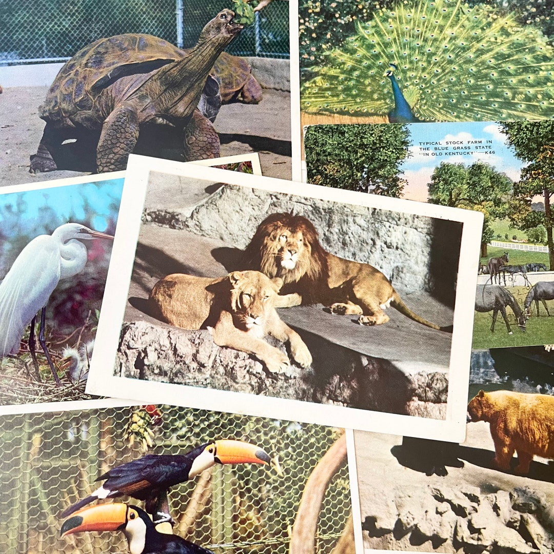 Vintage Animal Postcard Set, Animal Postcards, Postcard Animals ...