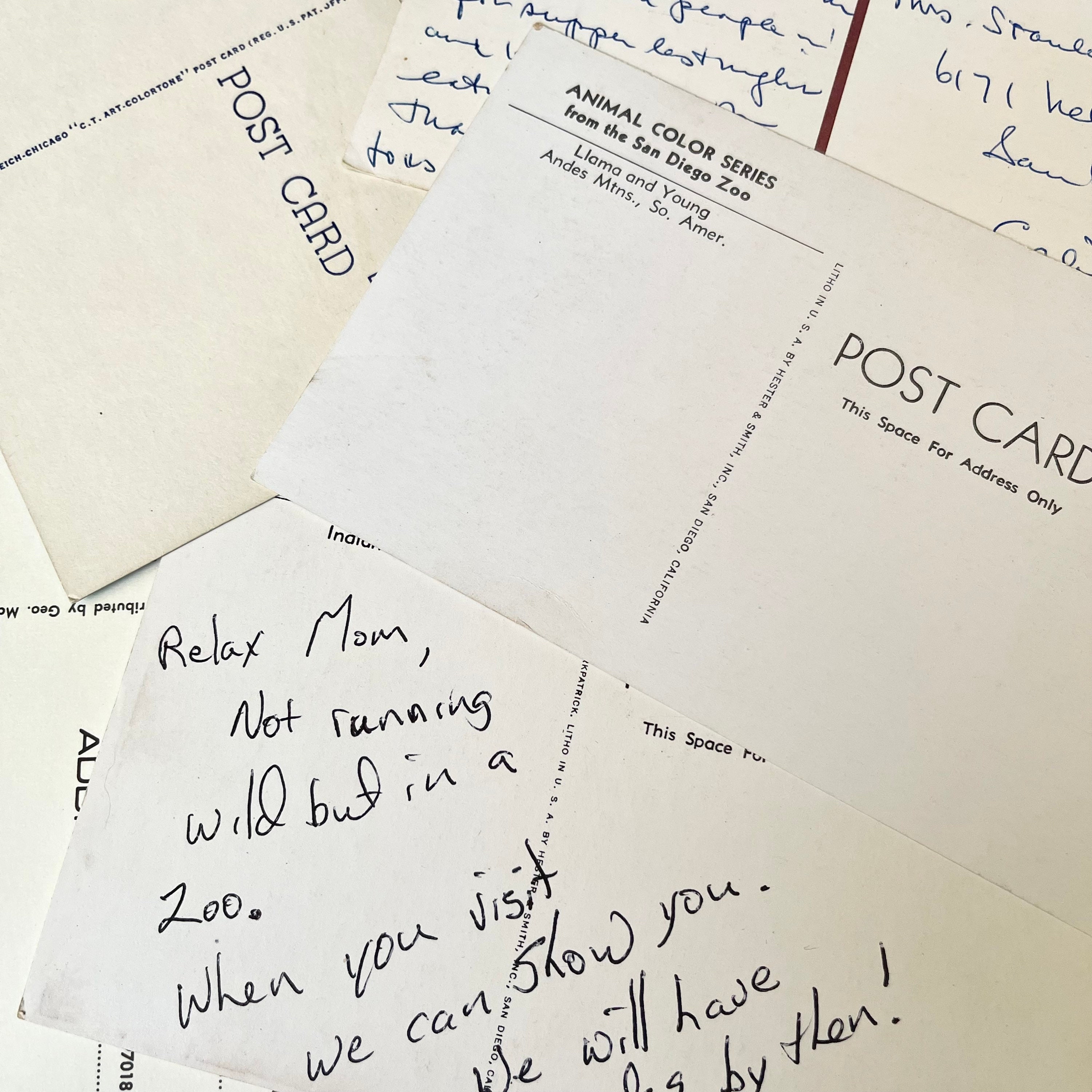 Vintage Animal Postcard Set, Animal Postcards, Postcard Animals ...