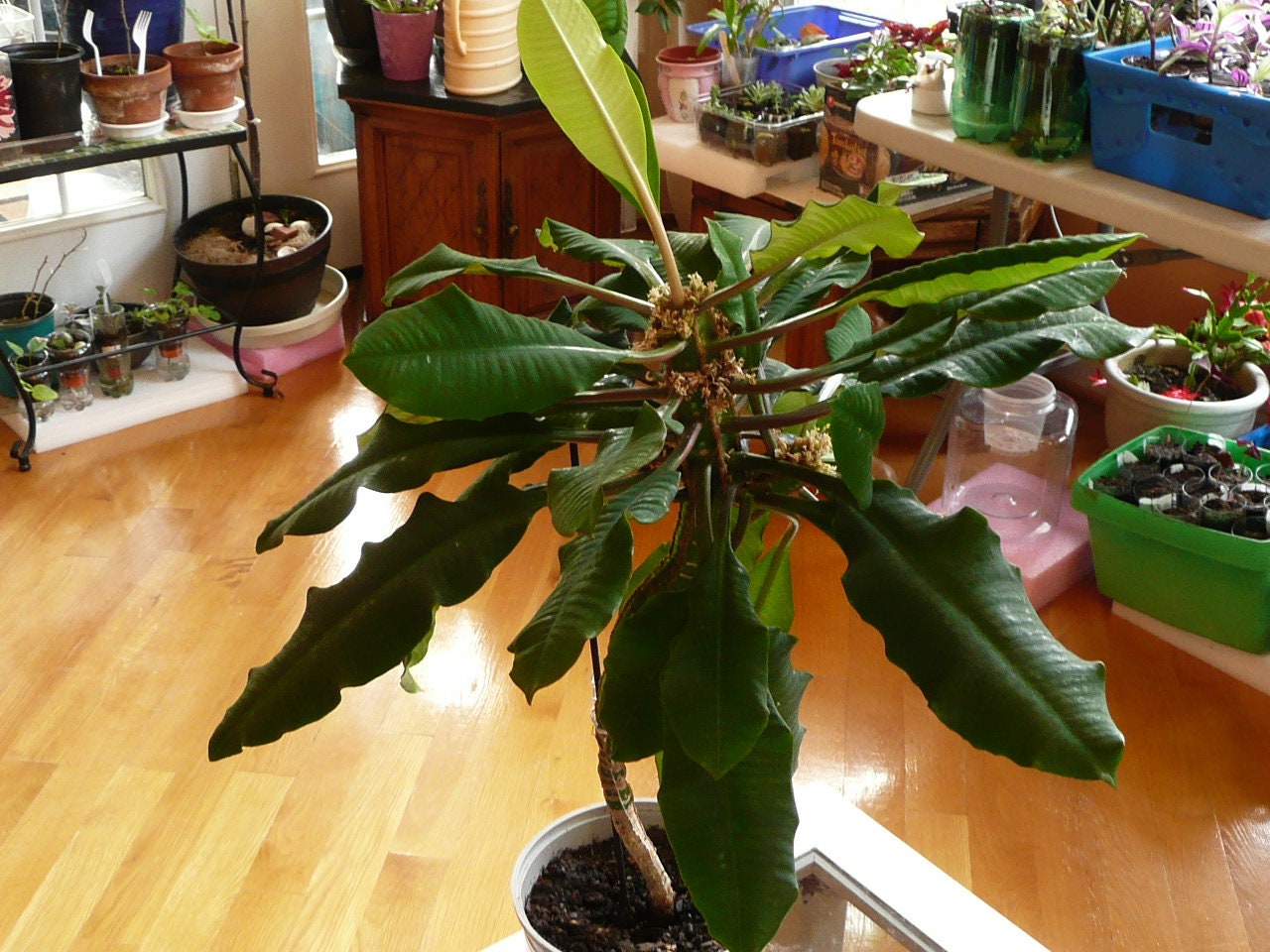 7 SEEDS of a Very Rare Plant Madagascar Jewel. Very Easy to Take Care ...