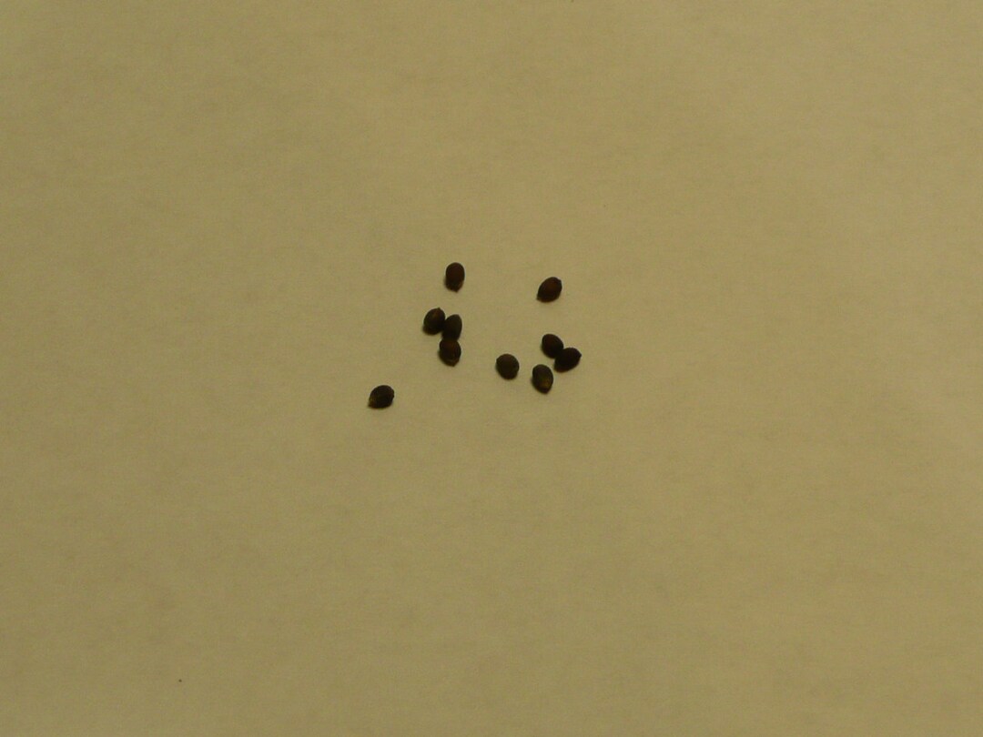 7 SEEDS of a Very Rare Plant Madagascar Jewel. Very Easy to Take Care ...