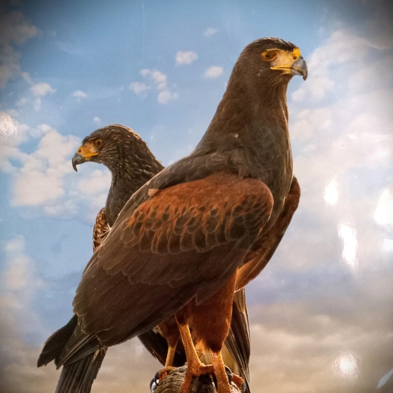 Harris Hawk - Etsy