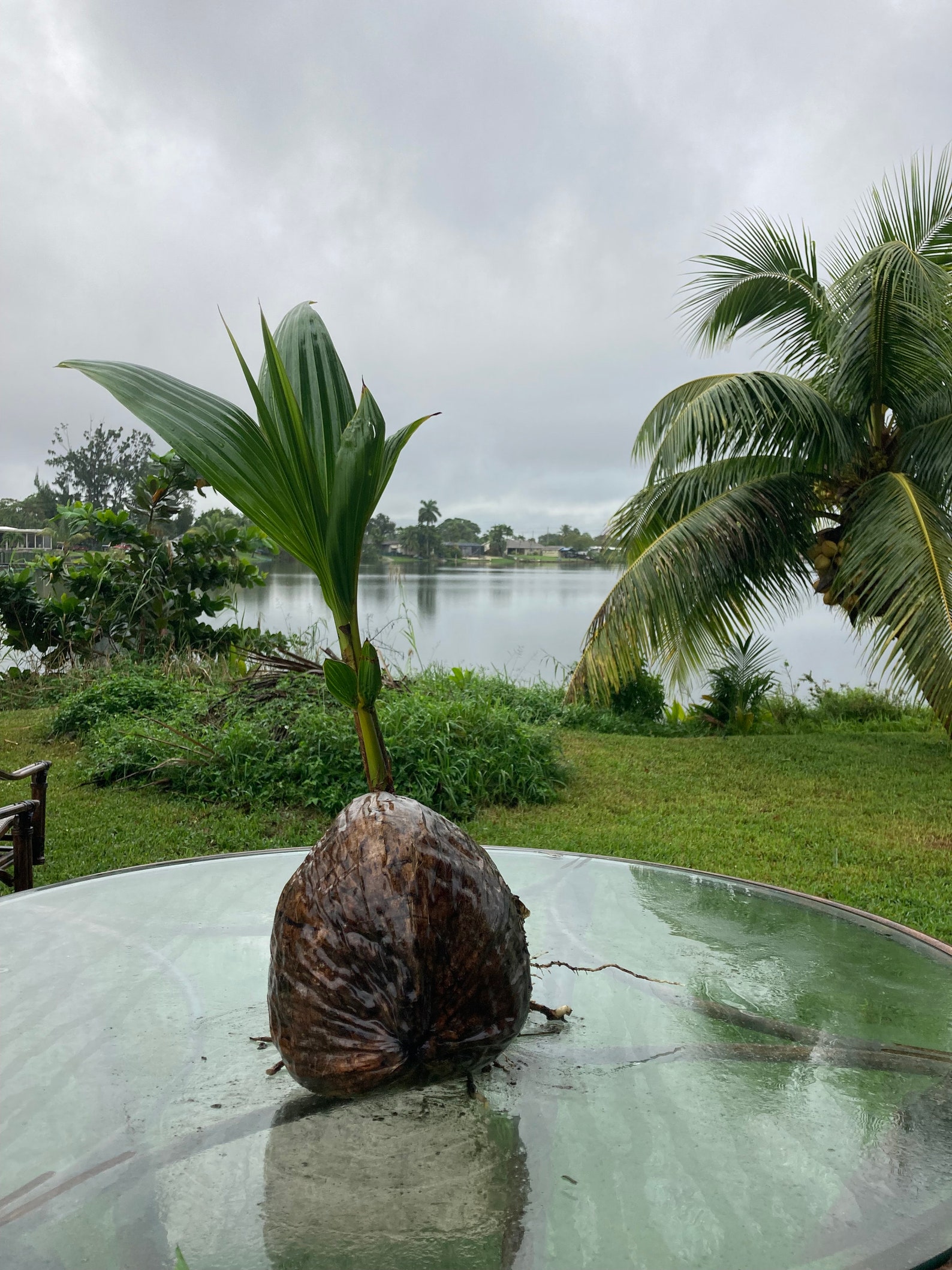 Coconut Sprout Green Malayan Coconut Palm - Etsy