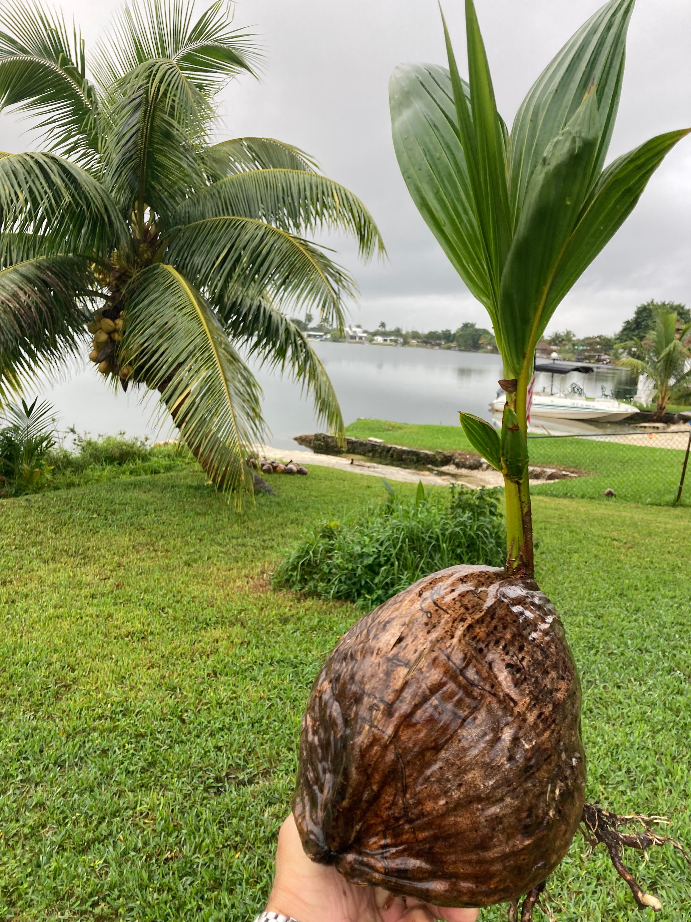 Coconut Sprout Green Malayan Coconut Palm - Etsy
