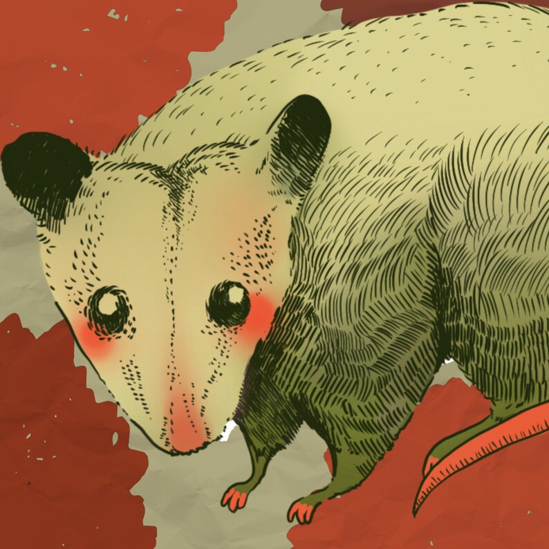 Tlacuache / Possum Cute Vinyl Sticker 3" - Etsy