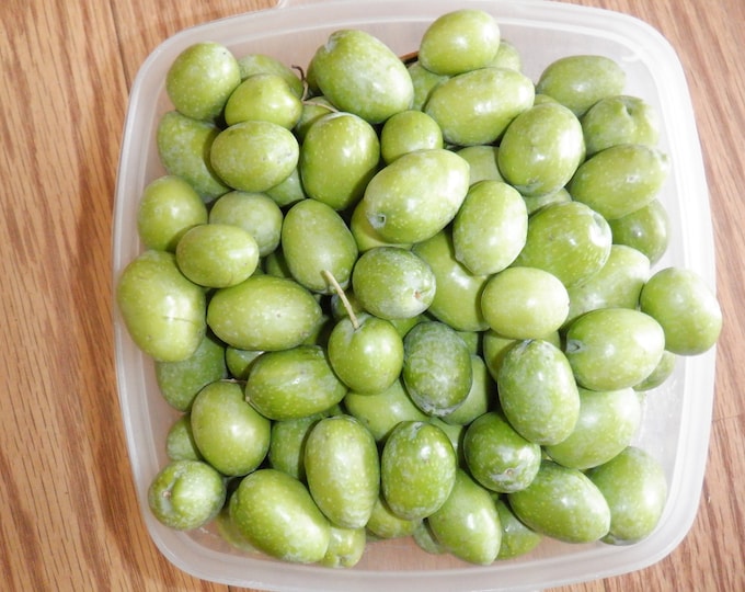 Olives, Fresh Raw Table Olives for Home Curing, 2 1/2 Pounds - Etsy