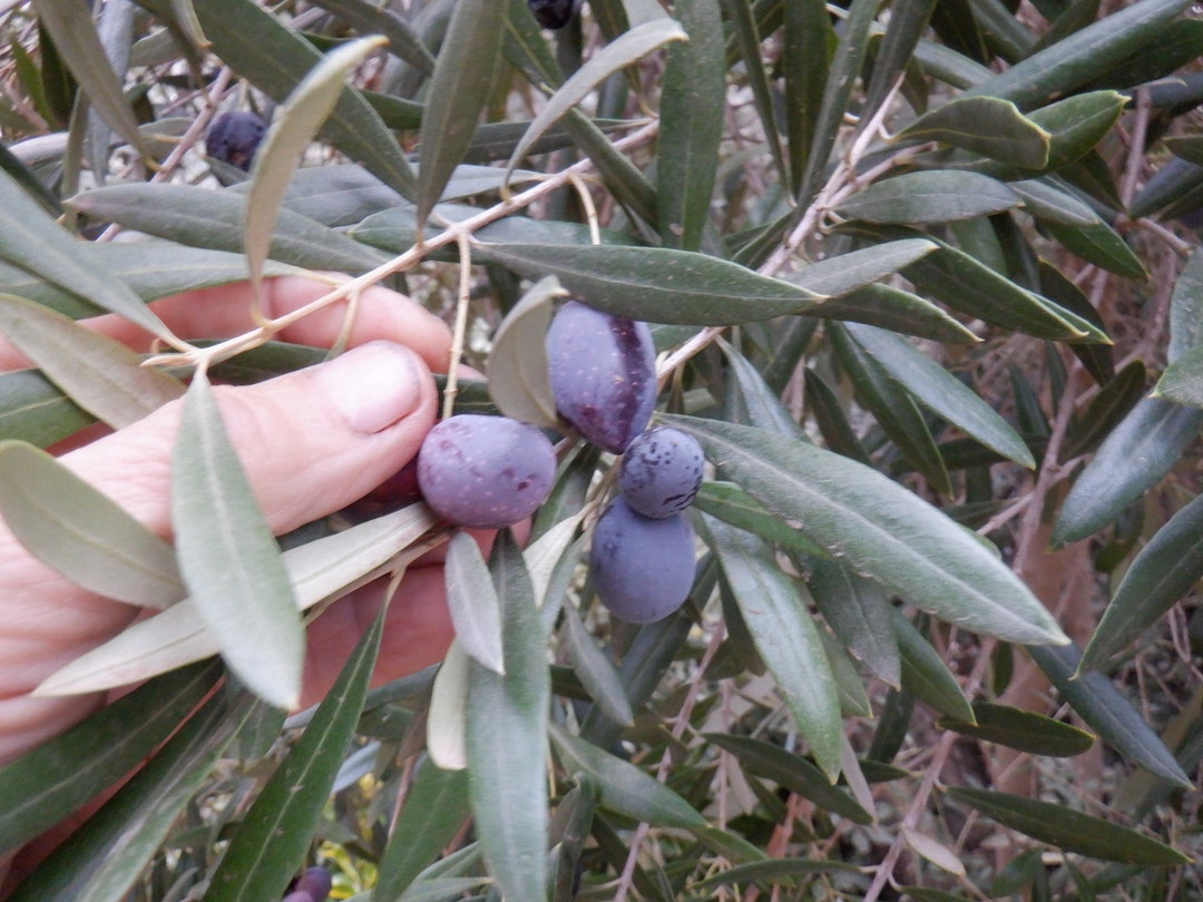 2.5 Pounds, Fresh Raw Olives for Home Curing, Black - Etsy
