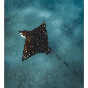 Spotted Eagle Ray Fine Art Photo Print - Etsy