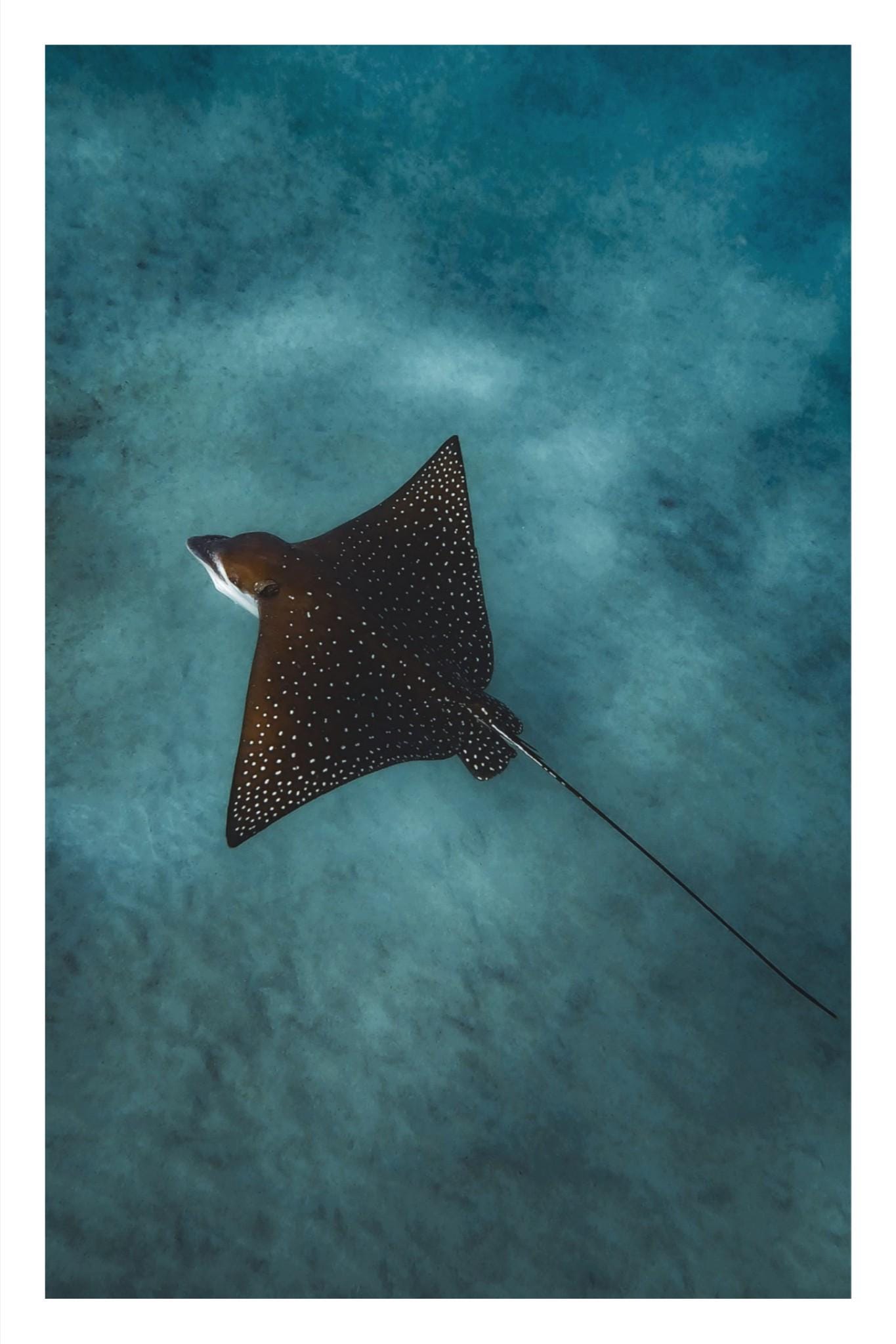 Spotted Eagle Ray Fine Art Photo Print - Etsy
