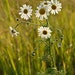 Organic Dried Chamomilla | Natural Chamomile Flowers for Tea | Herbal ...
