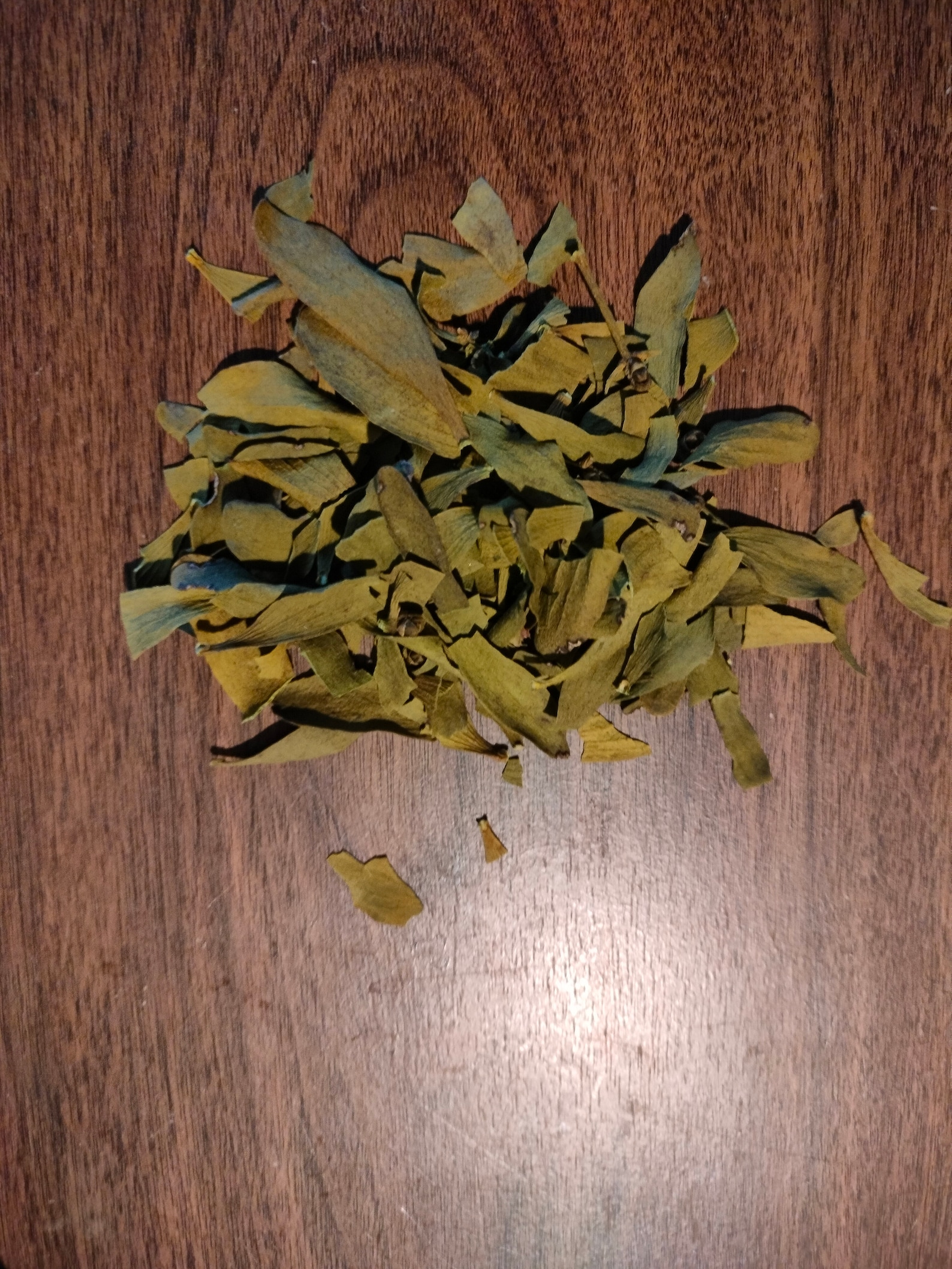 Dried Mistletoe Leaves (viscum Album) - Symbolic Greenery for Festive ...