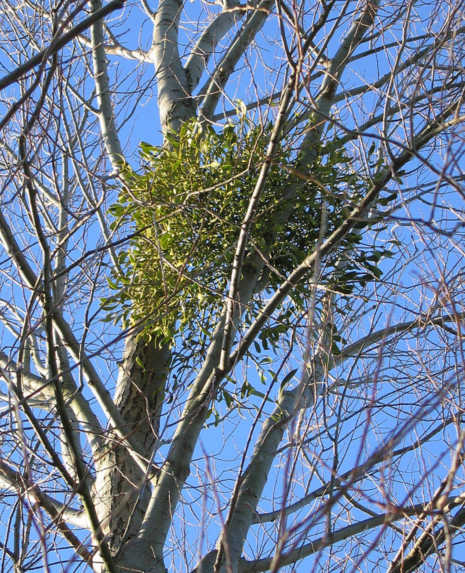 Dried Mistletoe Leaves (viscum Album) - Symbolic Greenery for Festive ...
