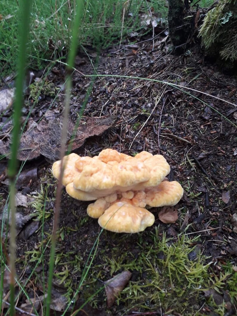 Dried Organic Chanterelle Mushrooms - Nature's Culinary Delight - Etsy