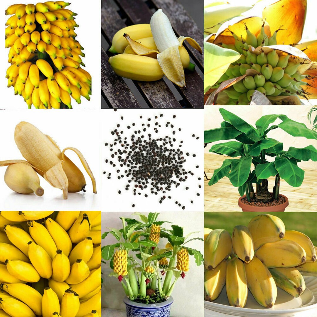 Banana 20 Seed Dwarf Tree Edible and Juicy + 10 Dwarf Blueberry Seed ...