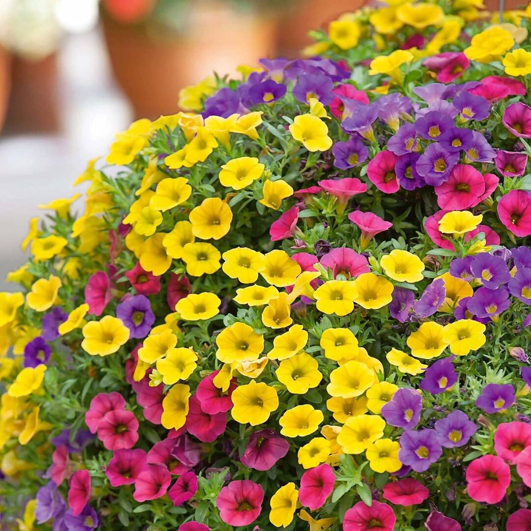 Superpetunia Great for Hanging Basket or Flower Pots Colorful Petunias ...