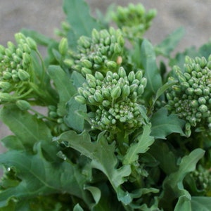 25 Broccoli Raab Italian Seeds, Tasty and Easy Seeds for Planting ...