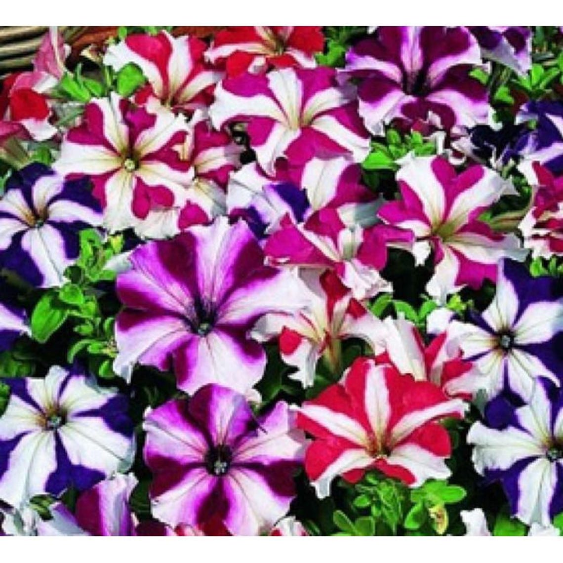 Petunia Starfall Colorful Flower Mix 20 Seeds for Garden or Home ...