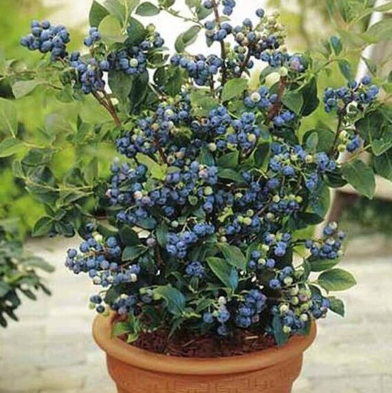 10 Dwarf Blueberry Bonsai Plant Seed Sweet and Edible and 10 - Etsy