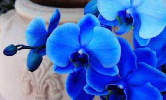 Royal Blue Orchid Plant