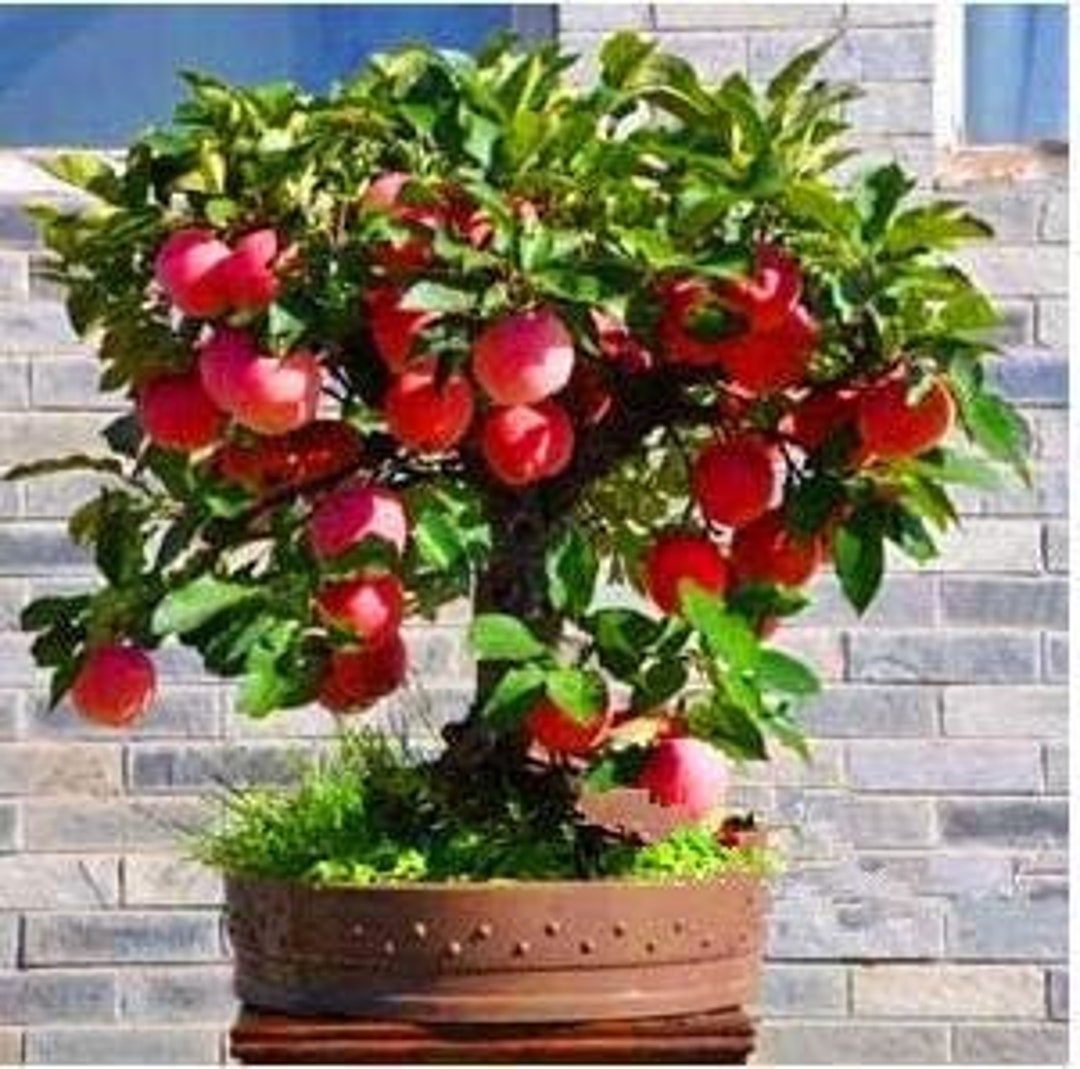 SALE 10 Dwarf Red Wine Sap Apple Tree Seed Sweet and Juicy Plus 10 ...