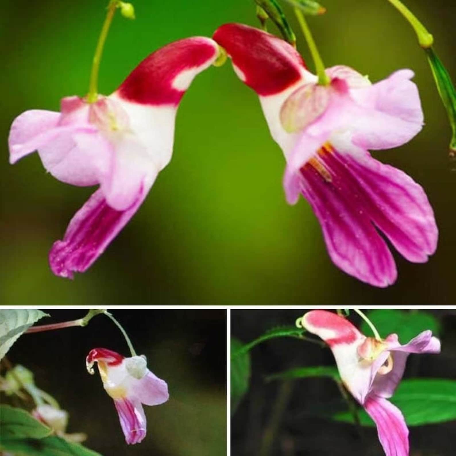 100 Parrot Orchid Flower Seed Rare and 20 Egret Orchid Flower - Etsy