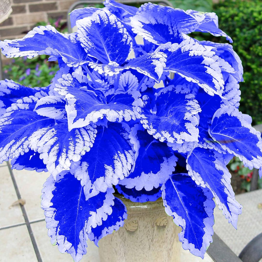 Coleus Blue Rare 20 Flower Seeds Fun and Easy to Grow Seeds for ...