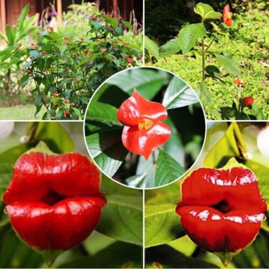20 Red Lip Flower Seed and 20 Gerber Daisy Flower Seed + Free Gift Home ...