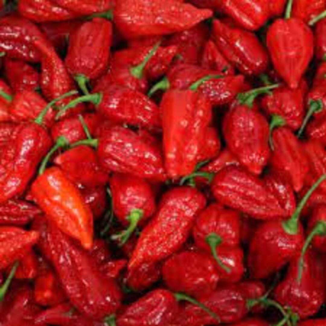 20 Carolina Reaper Seeds Quality Fresh Seeds Easy for Planting Home ...
